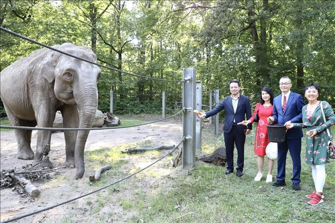 越南驻德国大使走访德国科特布斯动物园 看望象征越德友谊的Don Chung大象 | Vietnam+ (VietnamPlus)