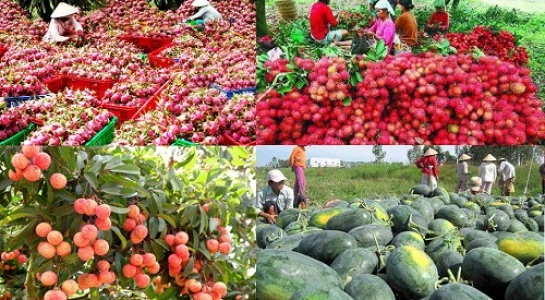 越南蔬果行业力争2030年实现100亿美元的目标 | Vietnam+ (VietnamPlus)