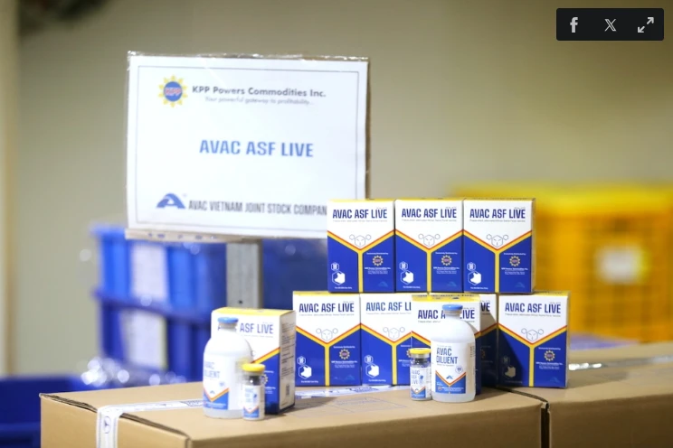 越南向菲律宾再出口34万剂非洲猪瘟疫苗 | Vietnam+ (VietnamPlus)